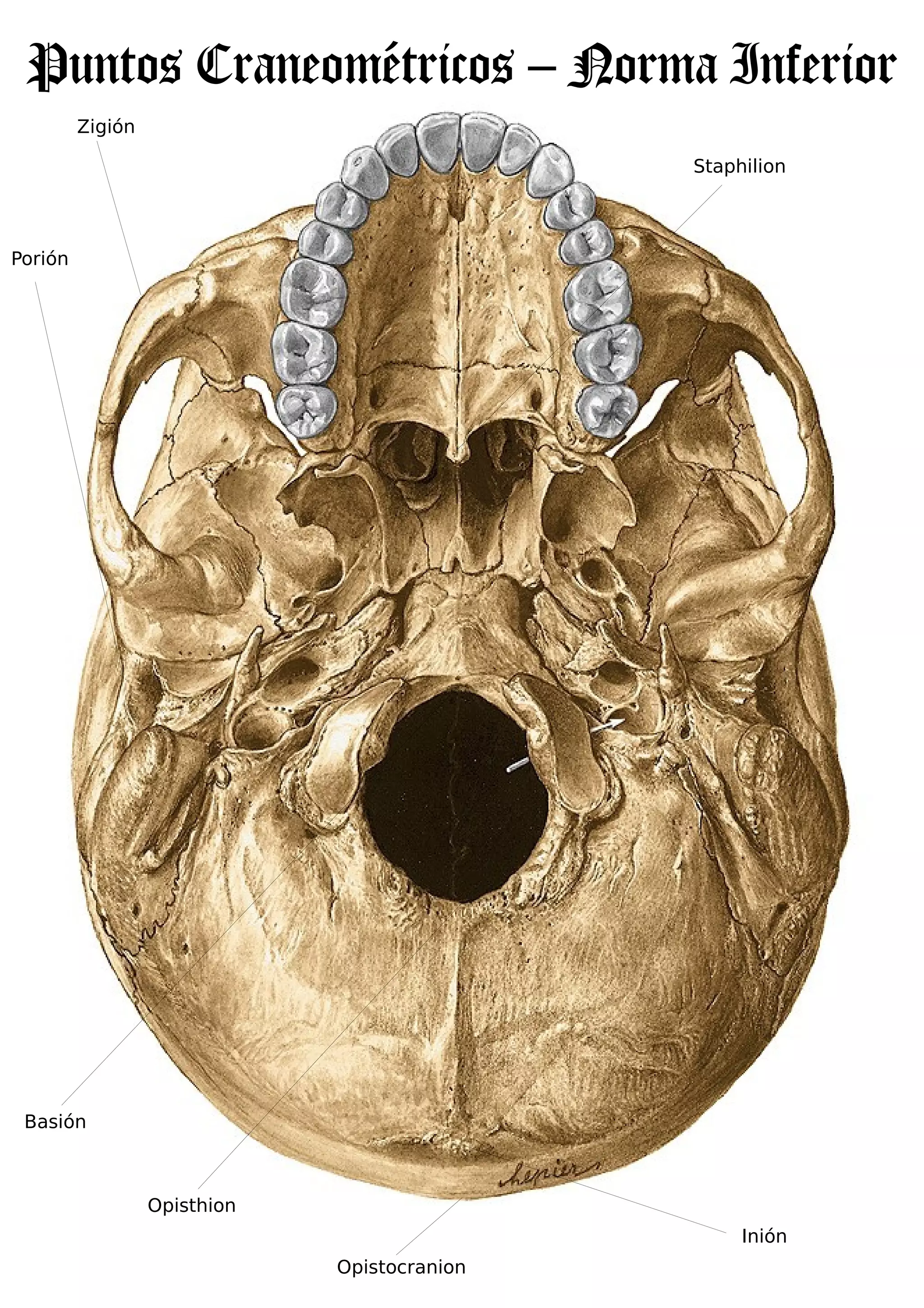 Puntos craneometricos | PDF