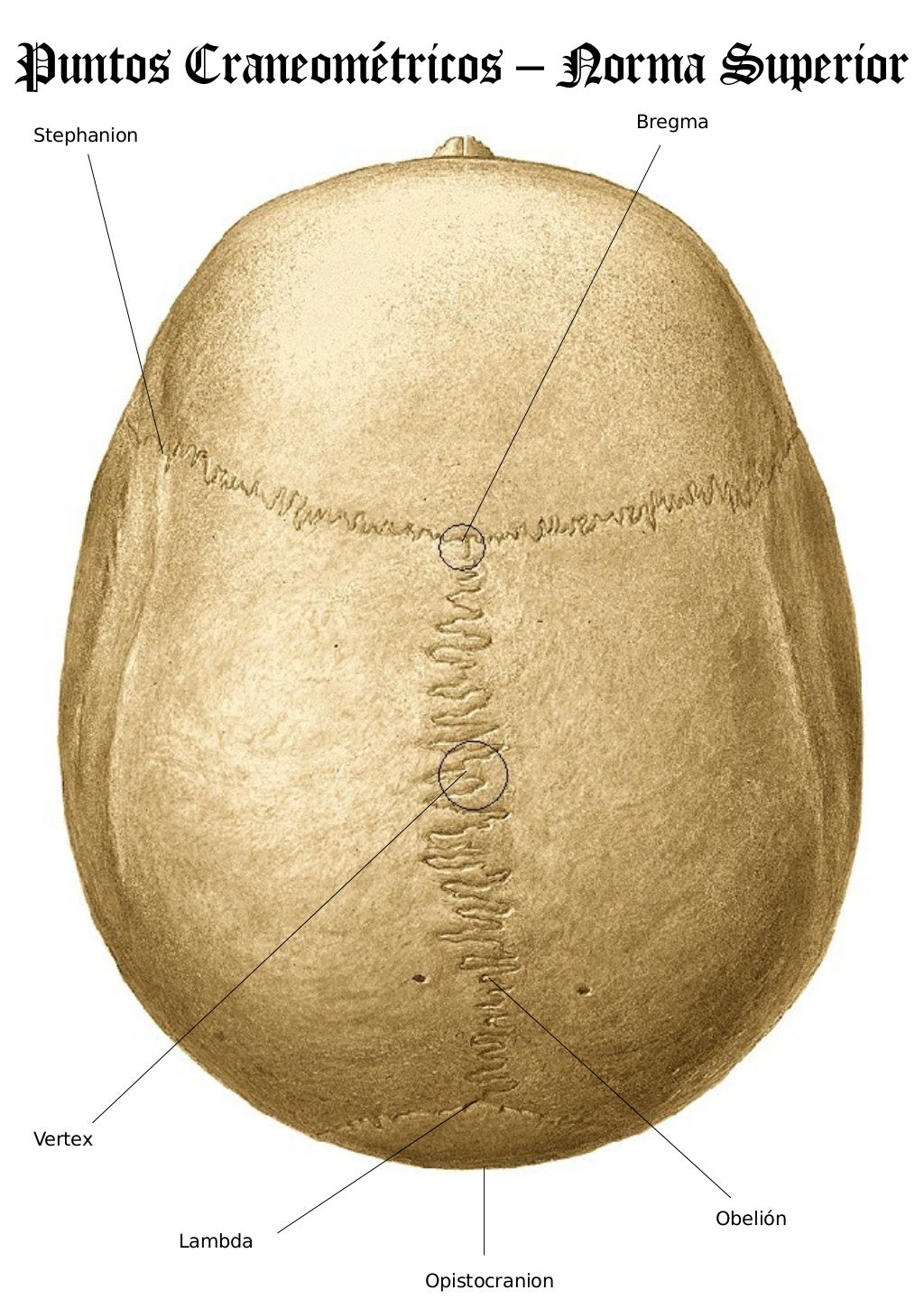Puntos craneometricos