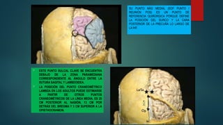 PUNTOS CRANEOMETRICOS APLIXADOS A NEUROCIRUGIA | PPTX