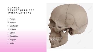 puntos craneometricos | PPTX