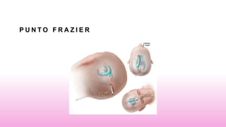 puntos craneometricos | PPTX