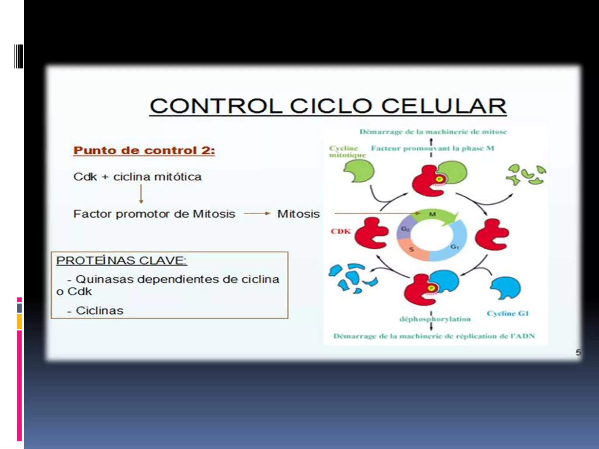 Puntos de control del ciclo celular | PPTX
