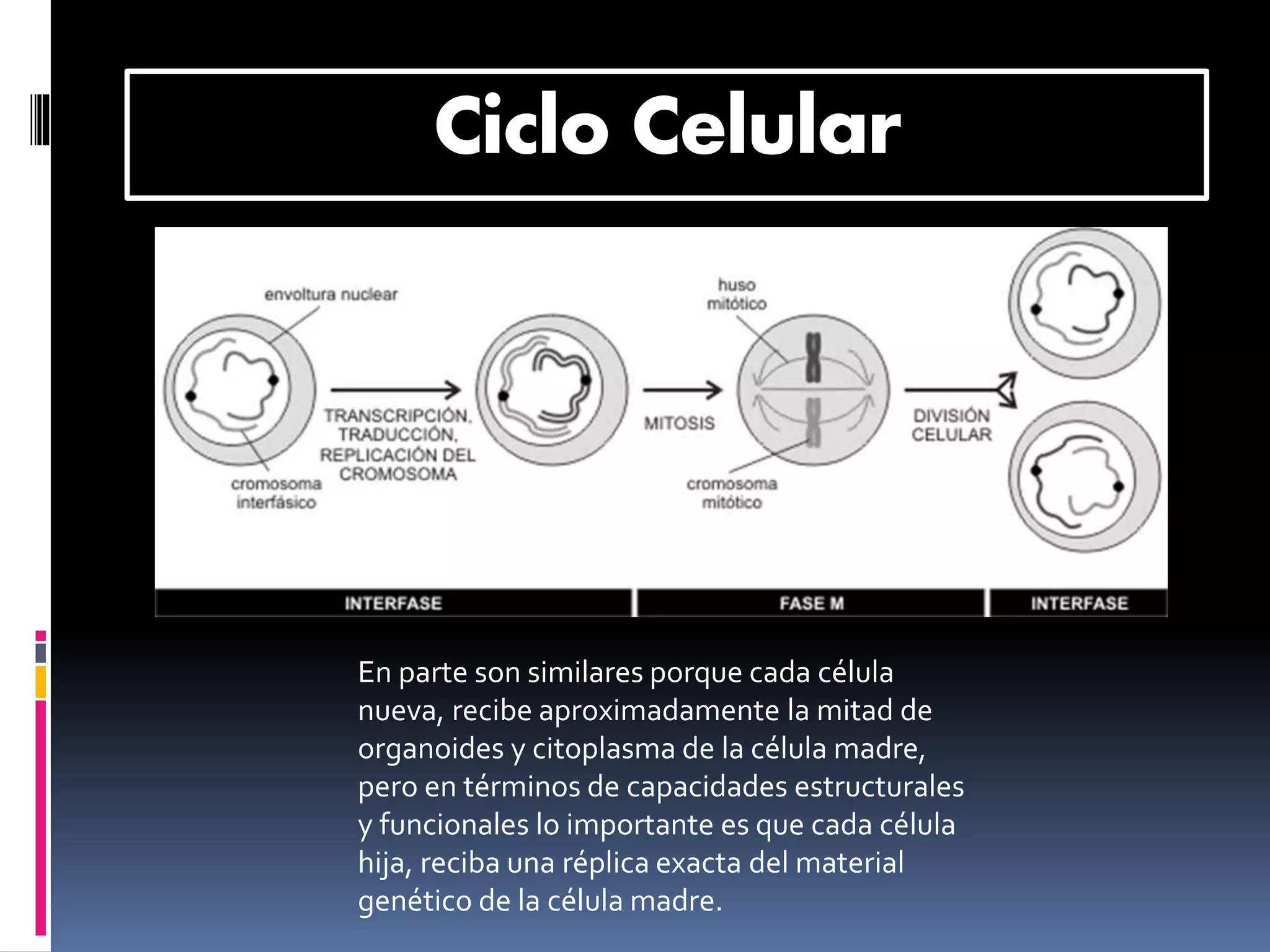 Puntos de control del ciclo celular | PPT