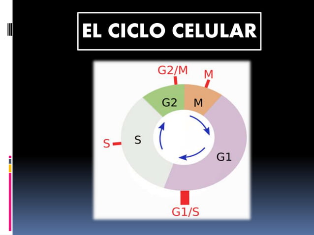 Puntos de control del ciclo celular | PPTX