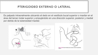 Puntos gatillo en Articulación Temporomandibular.pptx