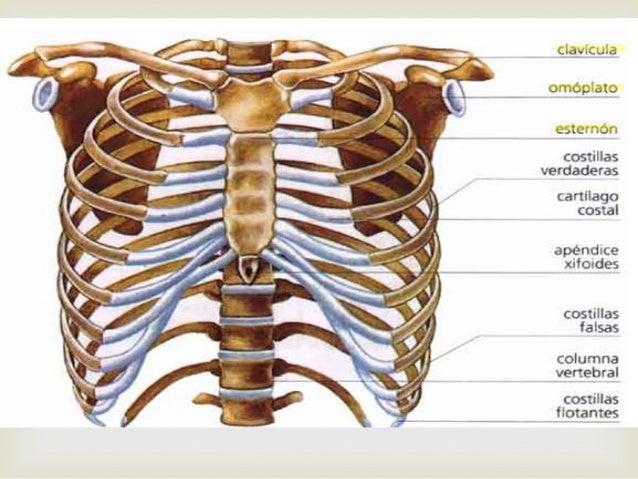 Puntos oseos de referencia