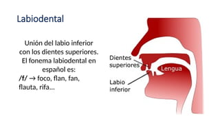 PUNTO Y MODO DE ARTICULACIÓN DE LOS FONEMAS.pptx