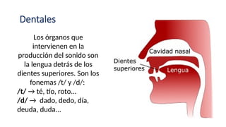 PUNTO Y MODO DE ARTICULACIÓN DE LOS FONEMAS.pptx