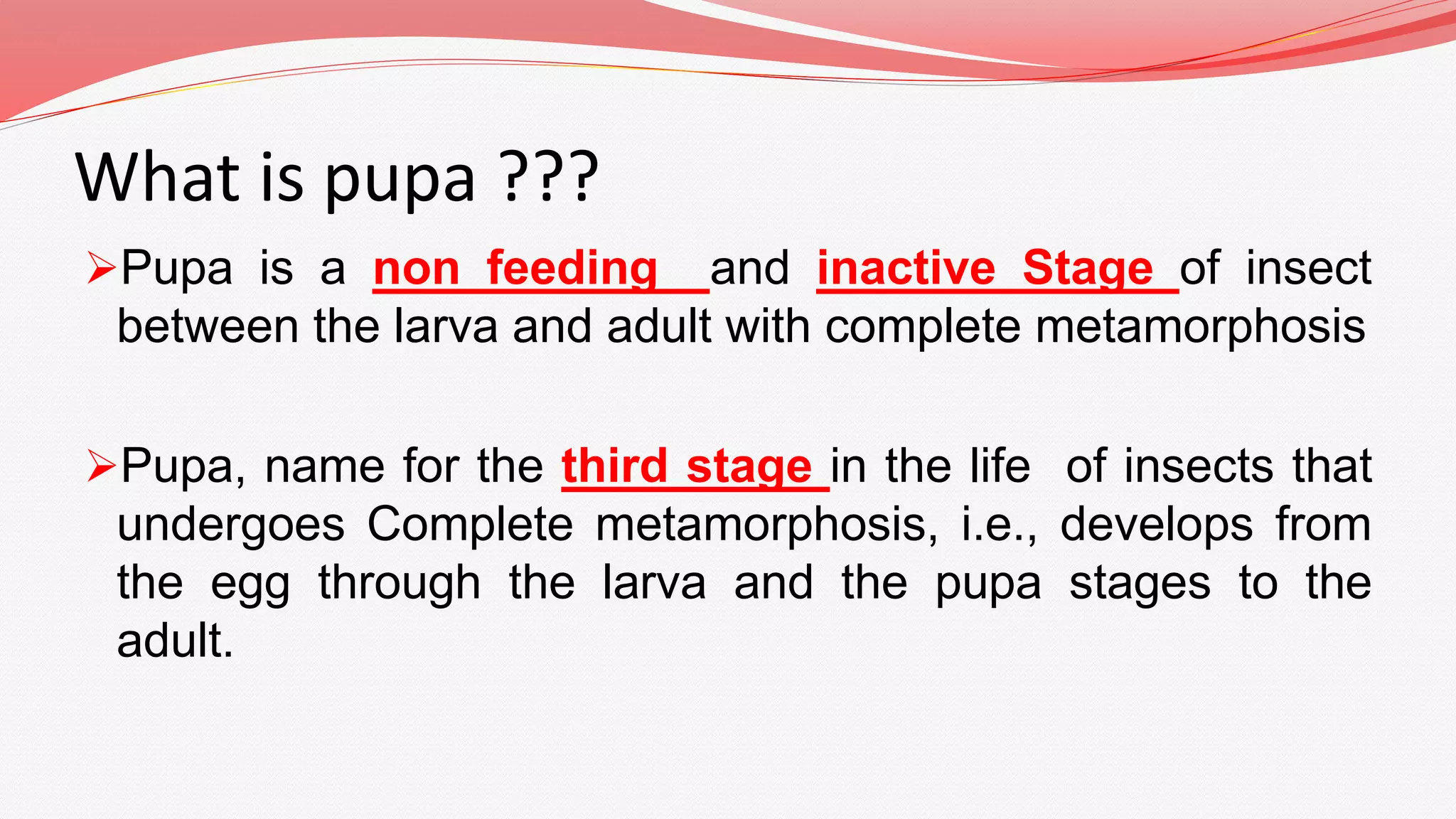 what is pupa.? | PPTX