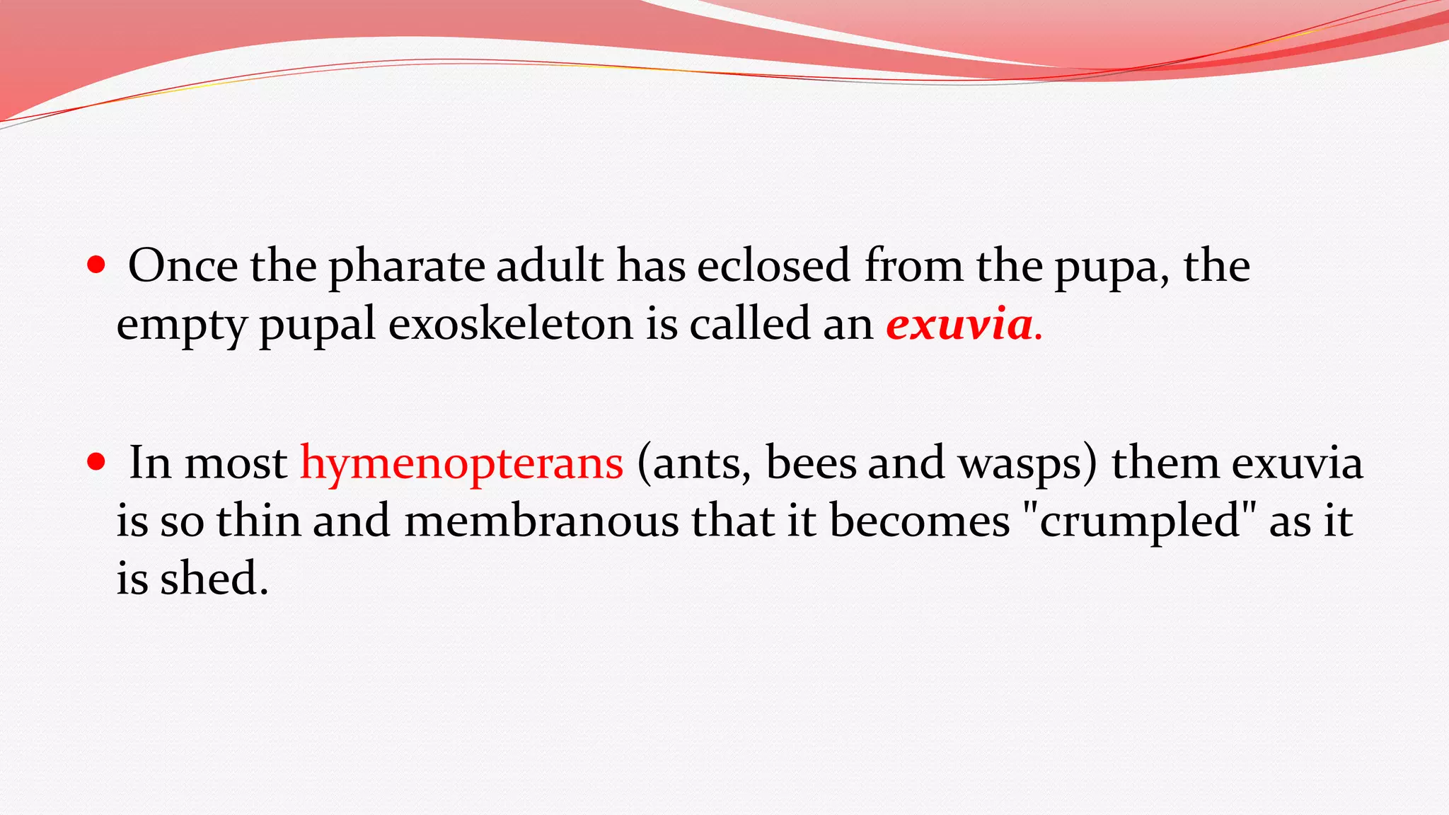 what is pupa.? | PPTX