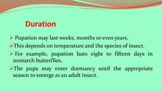 what is pupa.? | PPTX