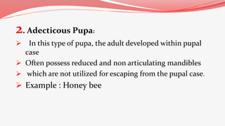 what is pupa.? | PPTX