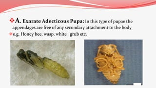 what is pupa.? | PPTX
