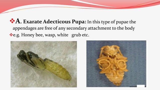 what is pupa.? | PPT