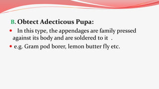 what is pupa.? | PPTX