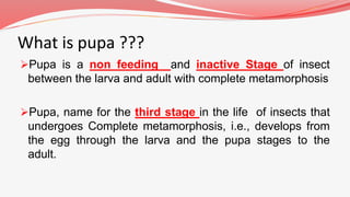what is pupa.? | PPTX