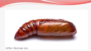 what is pupa.? | PPTX