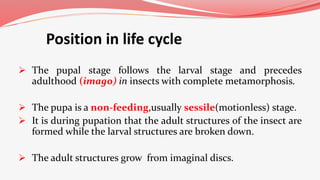 what is pupa.? | PPTX