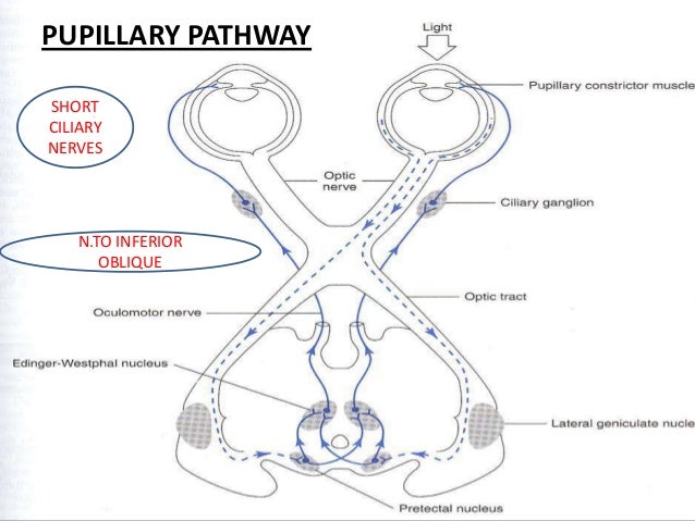 Pupil - SSJ,CALICUT MEDICAL COLLEGE