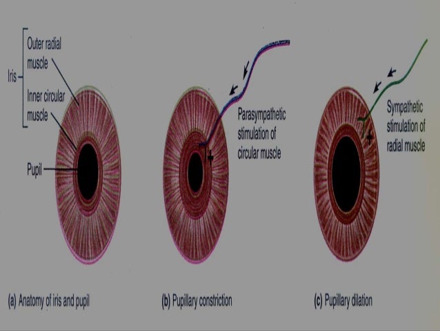 Pupil - SSJ,CALICUT MEDICAL COLLEGE