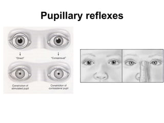 Pupil | PPT