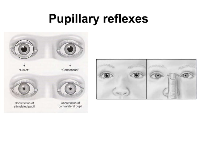 Pupil | PPT