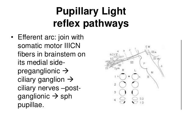 Afferent Pupillary Pathway