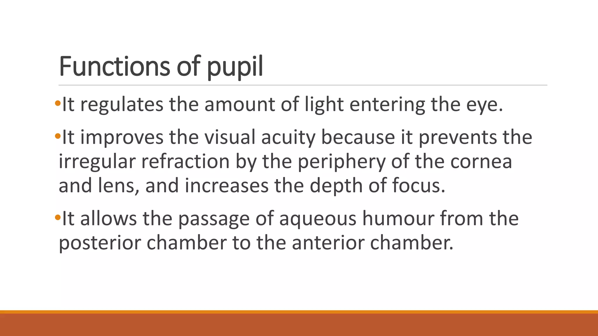 Pupil | PPTX | Eye and Vision Conditions | Diseases and Conditions