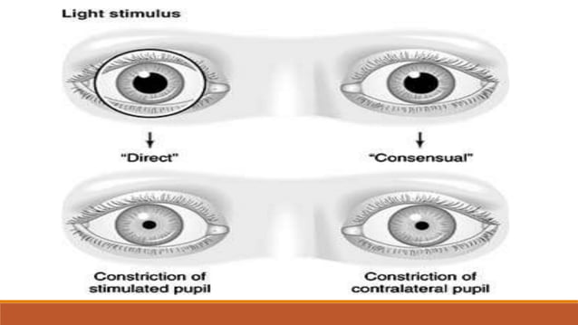 Pupil | PPTX | Eye and Vision Conditions | Diseases and Conditions