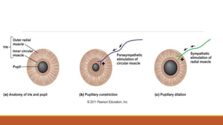 Pupil | PPTX