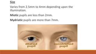 Dilated Pupils Vs Constricted Pupils