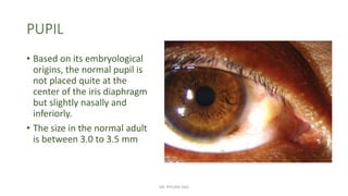 Pupil And its Abnormalities | PPTX