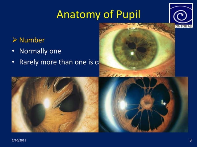 Pupil ppt | PPTX