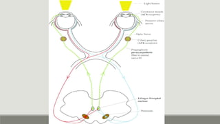 Pupil abnormalities | PPTX