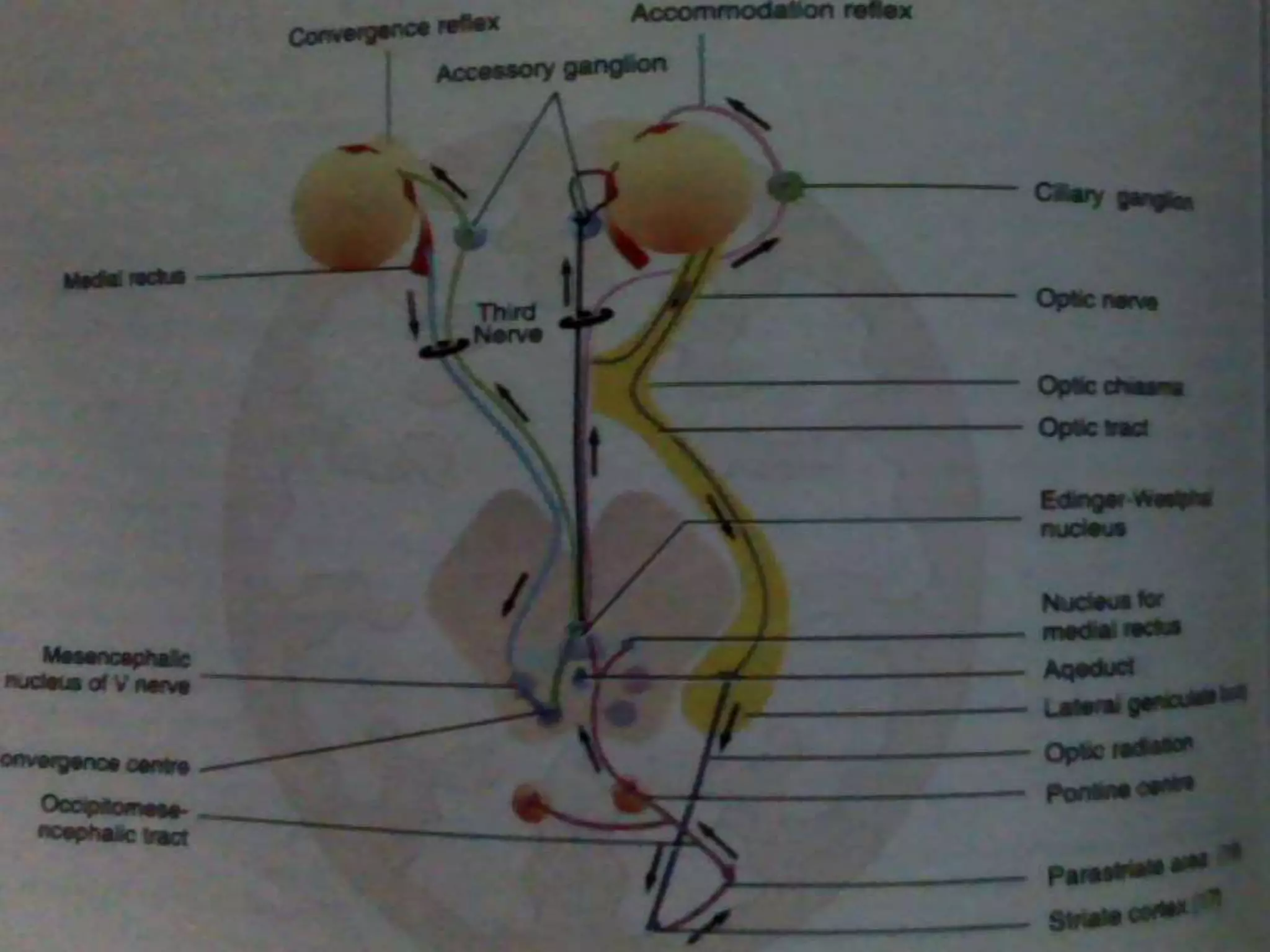 Pupil anatomy and physiology | PPTX