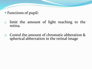 Pupil anatomy and physiology | PPTX | Eye and Vision Conditions ...