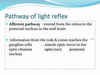 Pupil anatomy and physiology | PPTX