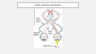 Pupil and Motility Testing in Clinical Practice | PPT