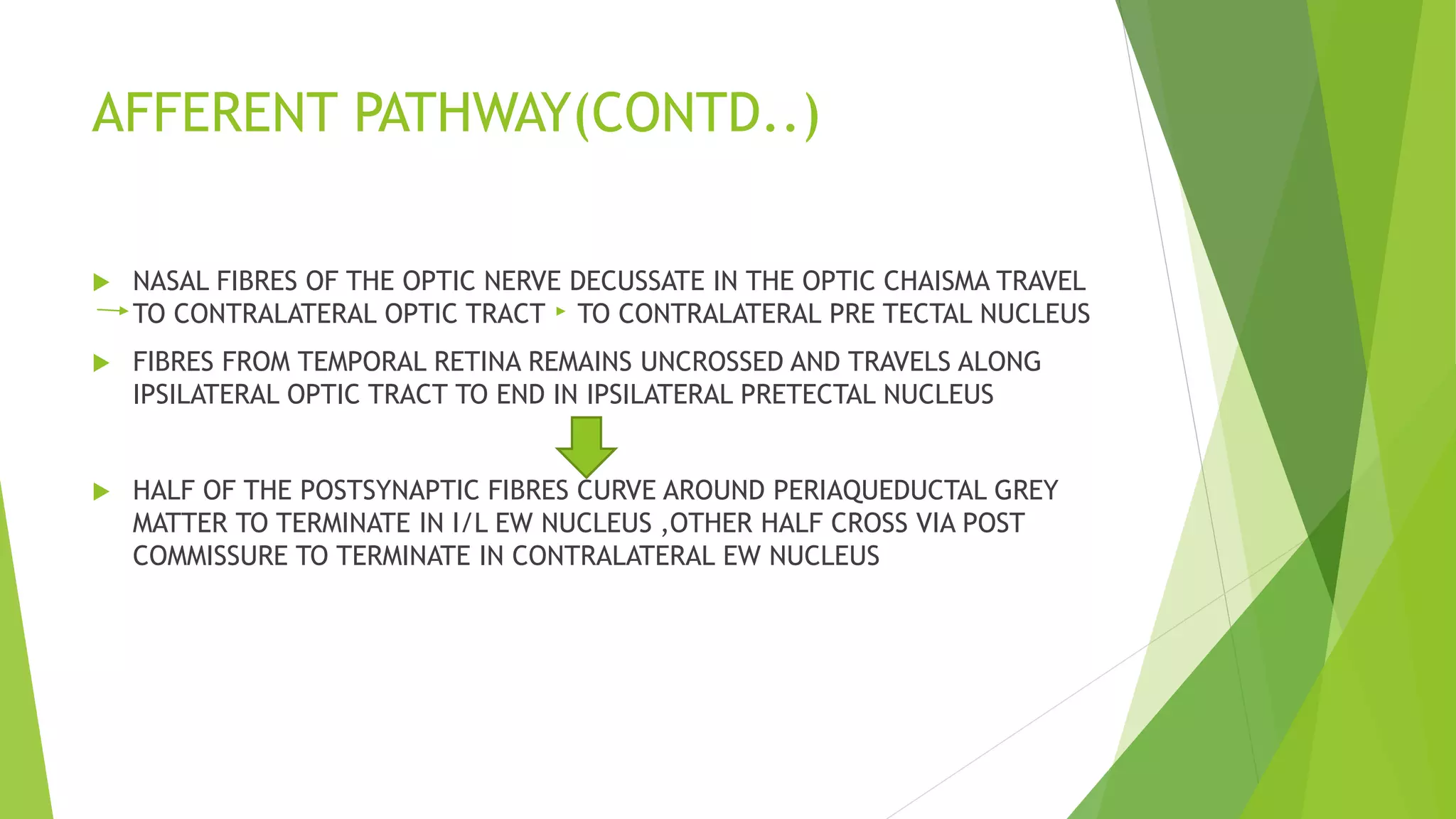 PUPIL AND PUPILLARY PATHWAY.pptx