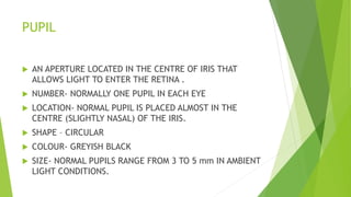 PUPIL AND PUPILLARY PATHWAY.pptx