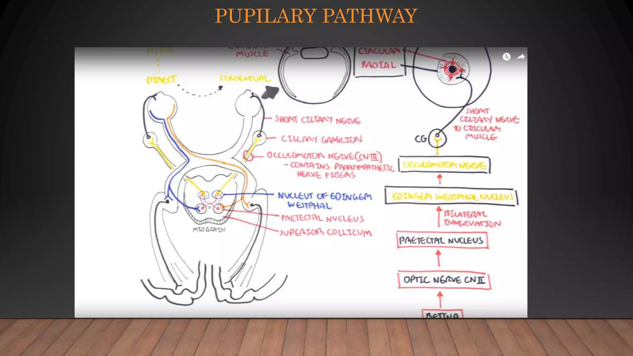 PUPILARY REFLEX PATHWAYS.pptx