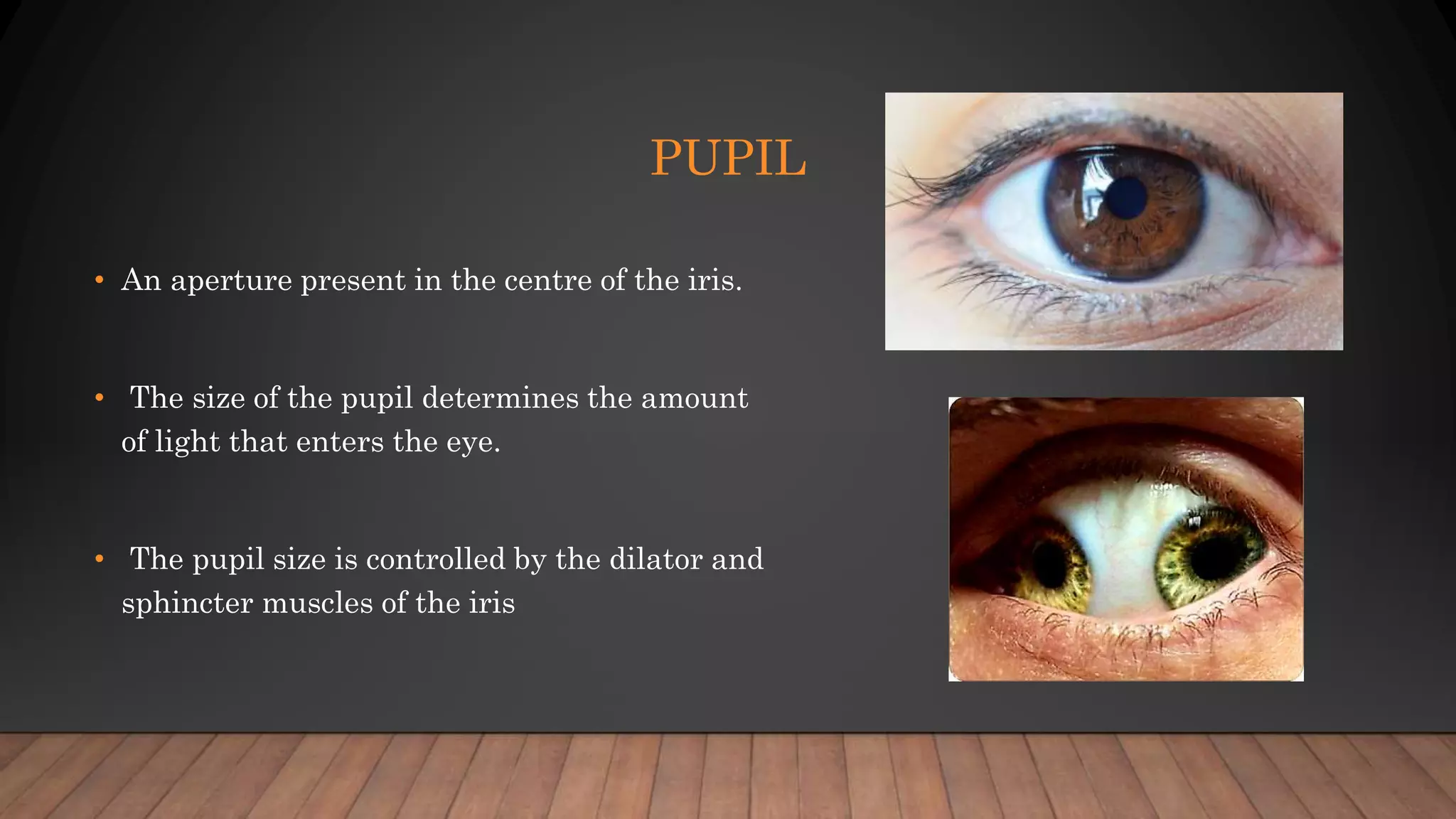 PUPILARY REFLEX PATHWAYS.pptx