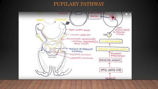 PUPILARY REFLEX PATHWAYS.pptx | Eye and Vision Conditions | Diseases ...
