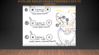 PUPILARY REFLEX PATHWAYS.pptx