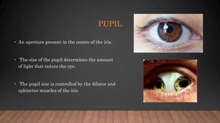 PUPILARY REFLEX PATHWAYS.pptx