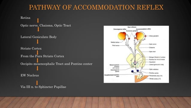 PUPILARY REFLEX PATHWAYS.pptx | Eye and Vision Conditions | Diseases ...