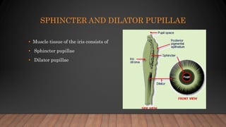 PUPILARY REFLEX PATHWAYS.pptx