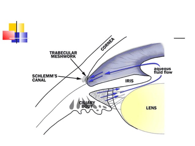 Pupil block glaucoma | PPT | Eye and Vision Conditions | Diseases and ...