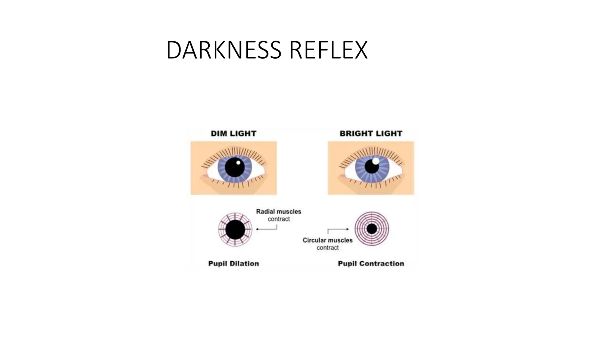 PUPILLARY ABNORMALITIES and pupillary reflexes | PPTX
