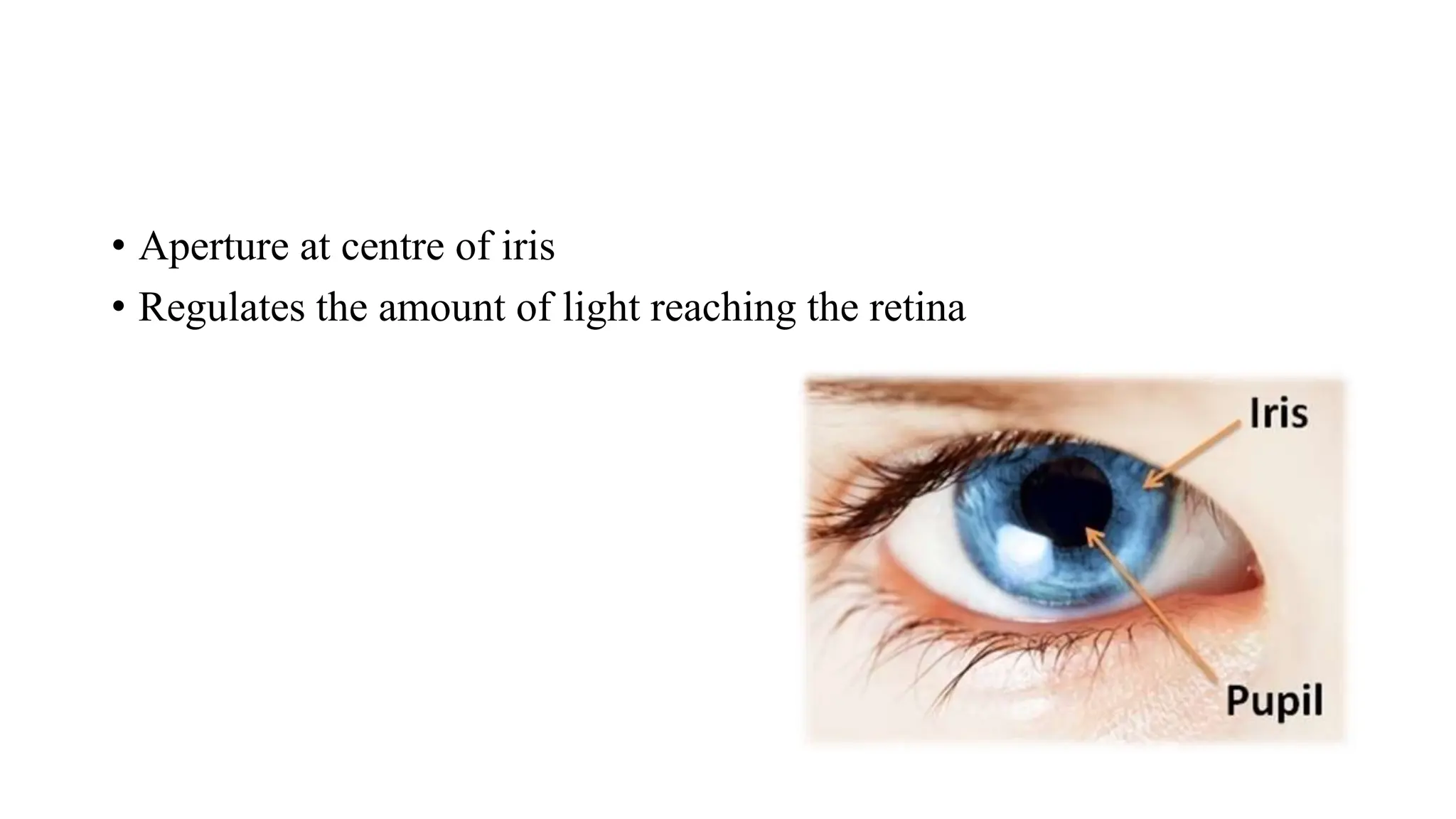 PUPILLARY ABNORMALITIES and pupillary reflexes | PPTX